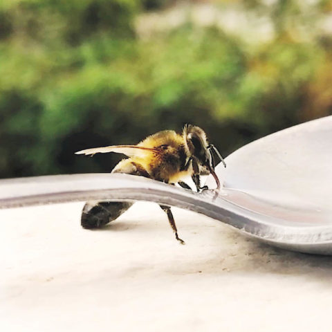 feeding a bee sugar water - Greenthumbs Garden